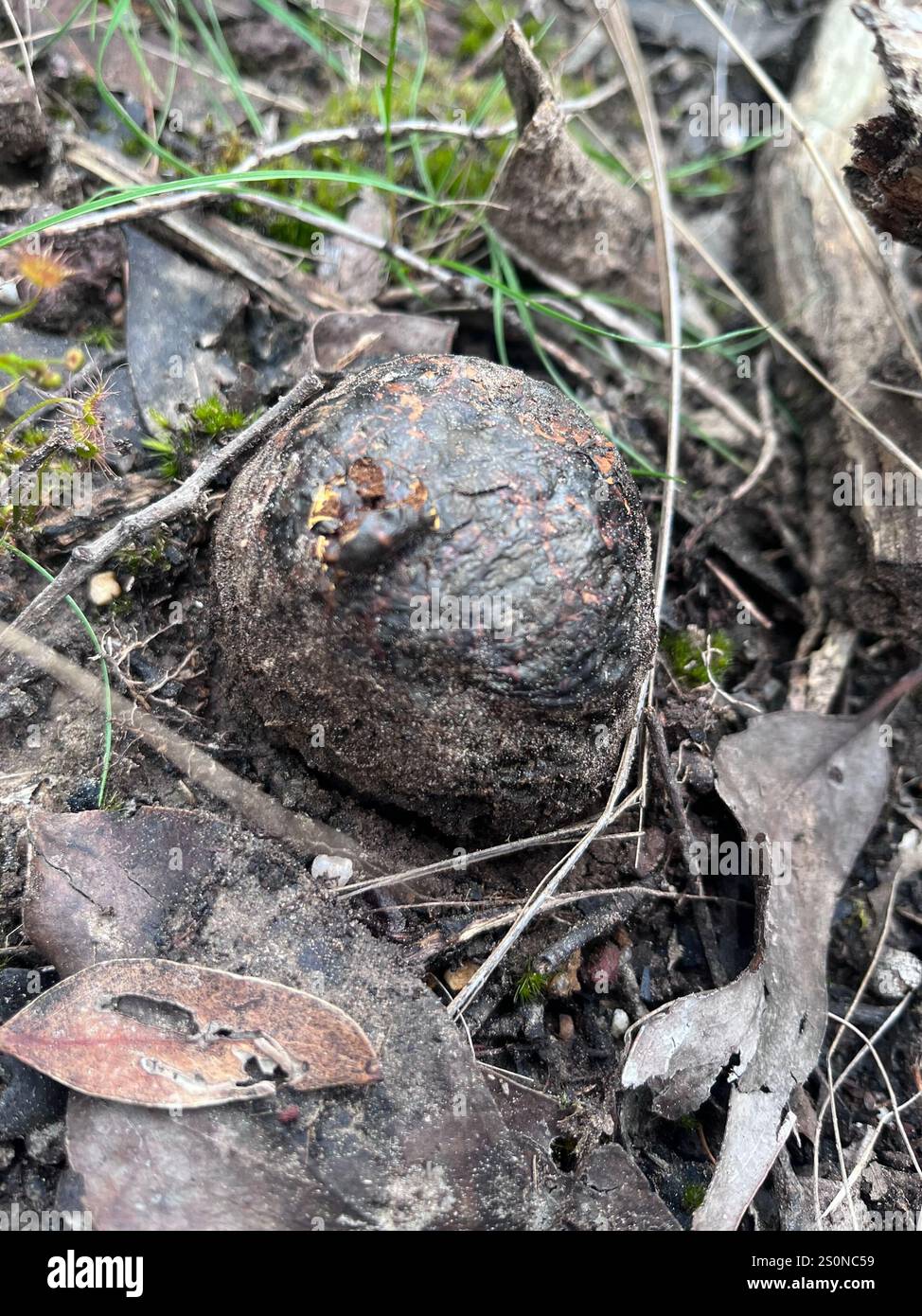 Dyeball (Pisolithus arhizus Stock Photo - Alamy