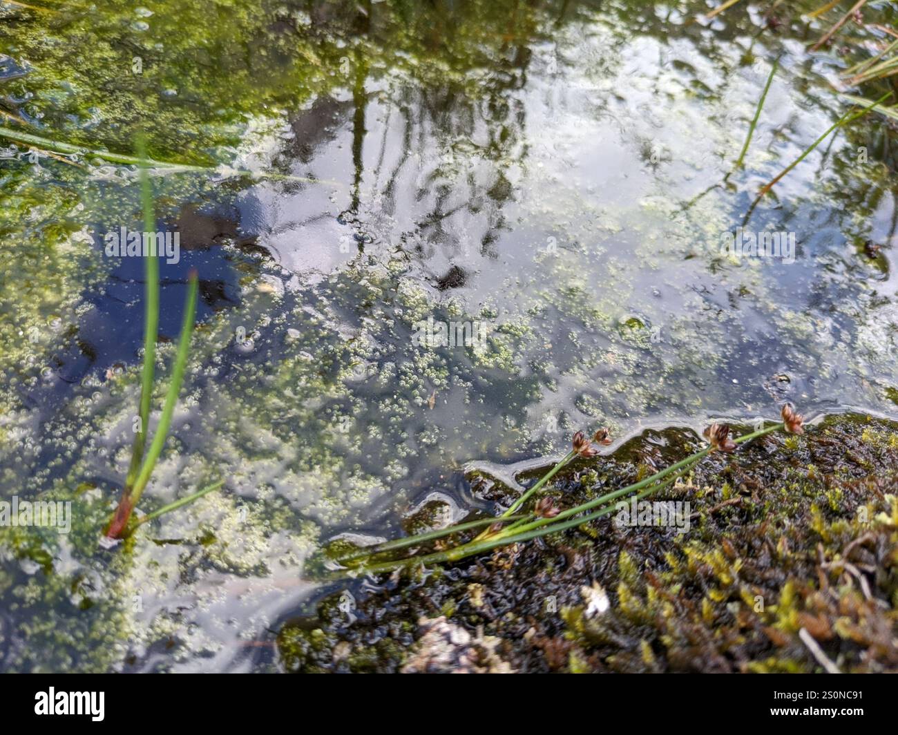 green algae (Chlorophyta Stock Photo - Alamy