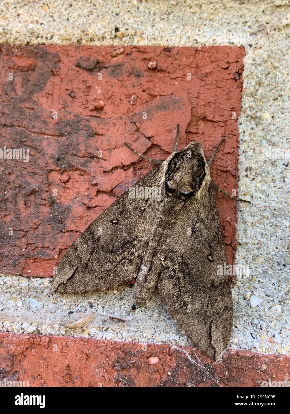 Catalpa Sphinx (Ceratomia catalpae Stock Photo - Alamy