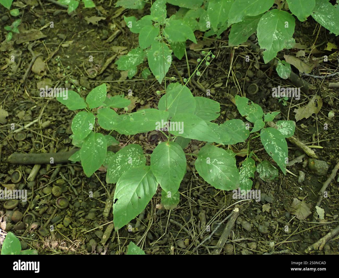 broadleaf enchanter's nightshade (Circaea canadensis Stock Photo - Alamy