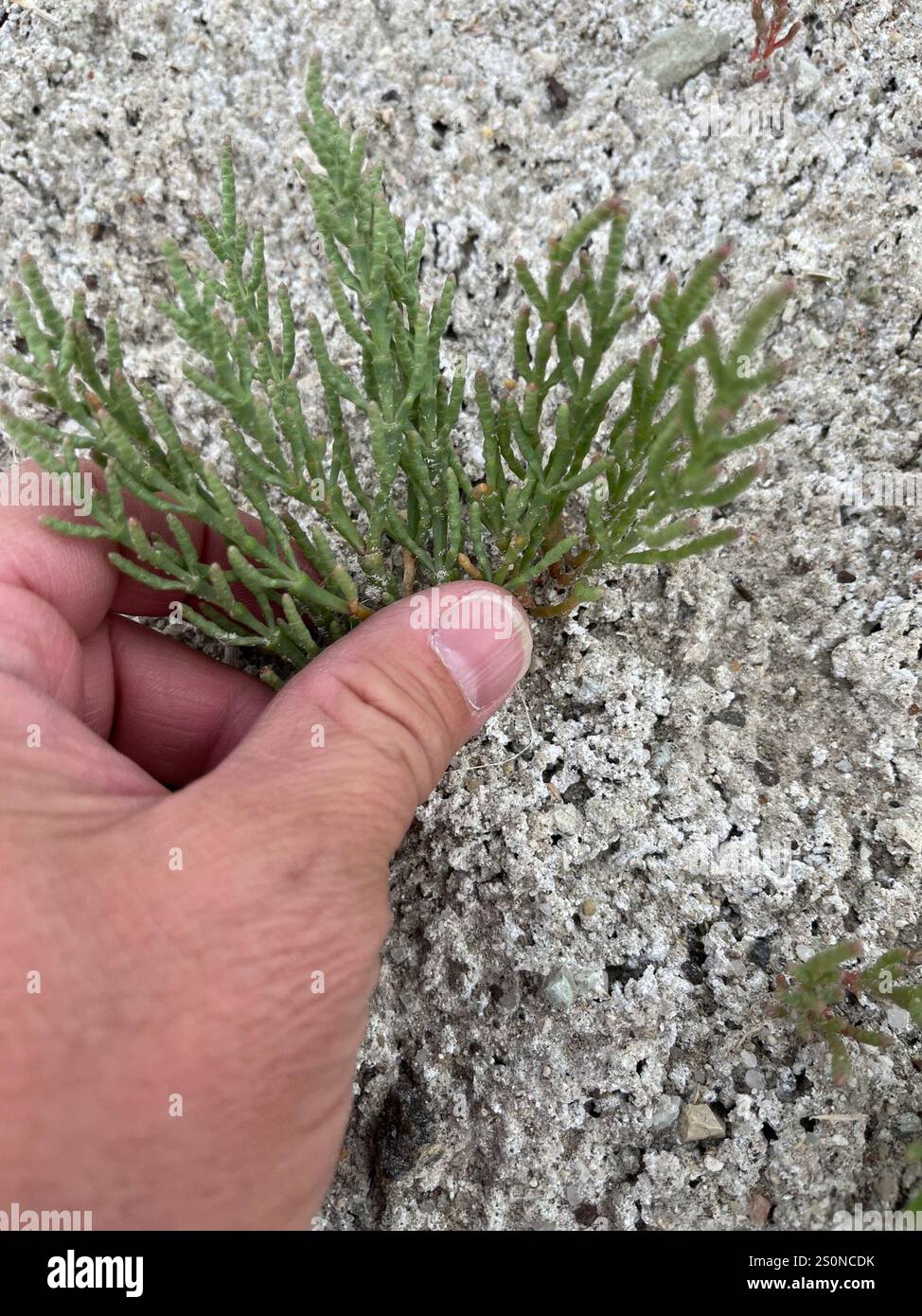 red glasswort (Salicornia rubra Stock Photo - Alamy