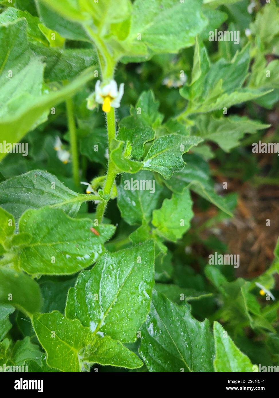 Green Nightshade (Solanum nitidibaccatum Stock Photo - Alamy