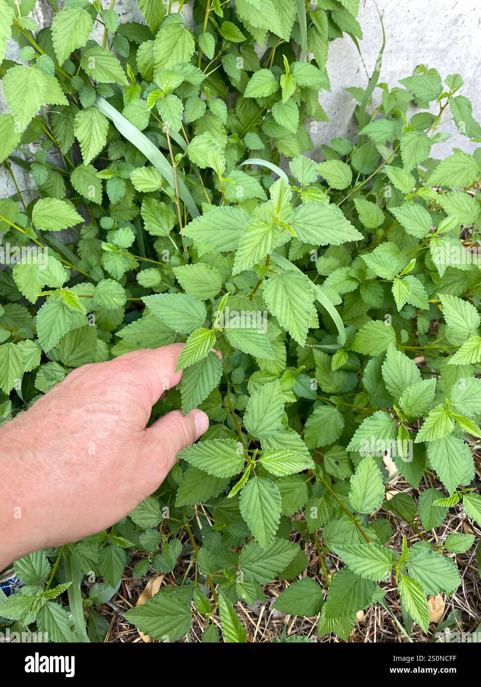 Pyramid Flower (Melochia pyramidata Stock Photo - Alamy