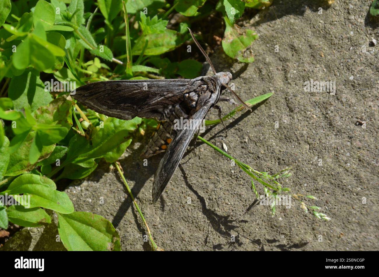 Five-spotted Hawk Moth (Manduca quinquemaculatus Stock Photo - Alamy