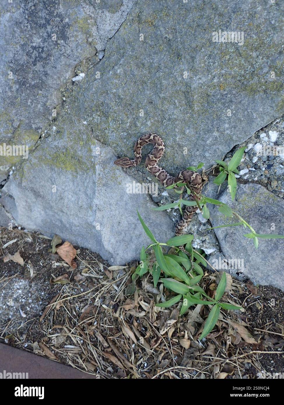 Short-tailed Mamushi (Gloydius blomhoffii Stock Photo - Alamy