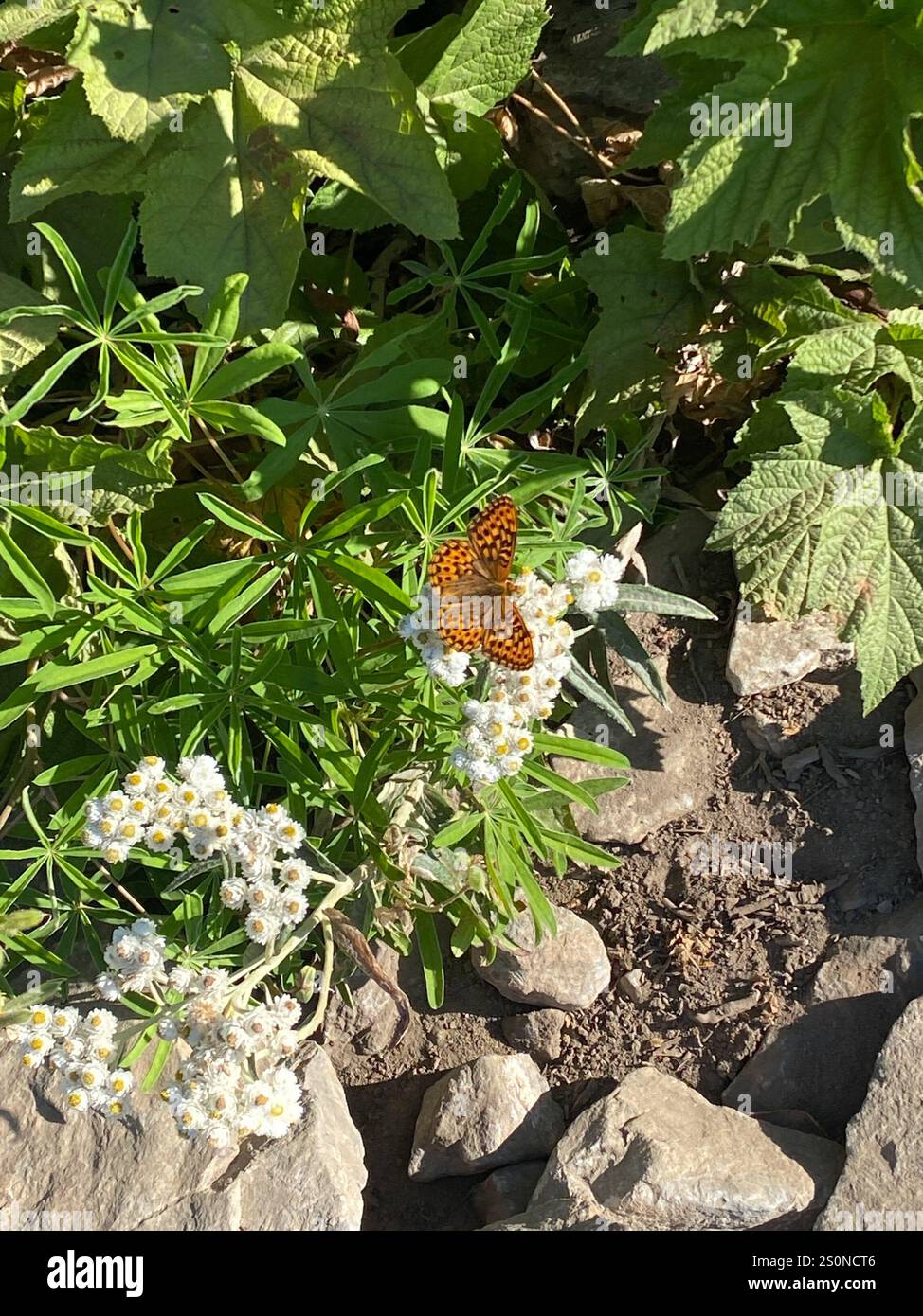 Hydaspe Fritillary (Argynnis hydaspe Stock Photo - Alamy