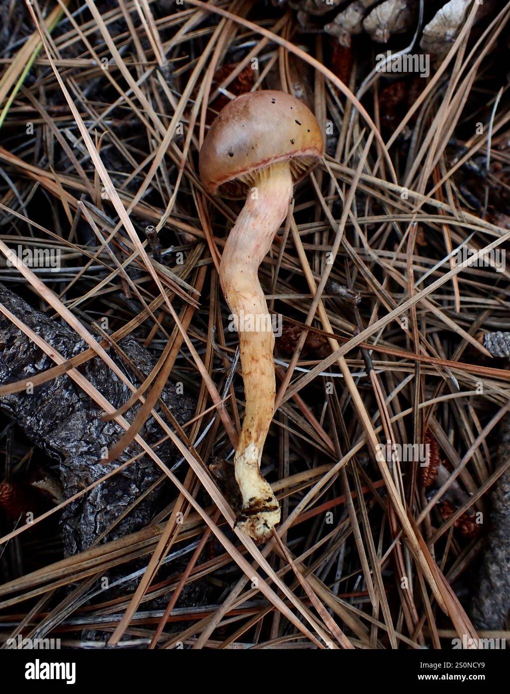 Pine spikes hi-res stock photography and images - Alamy