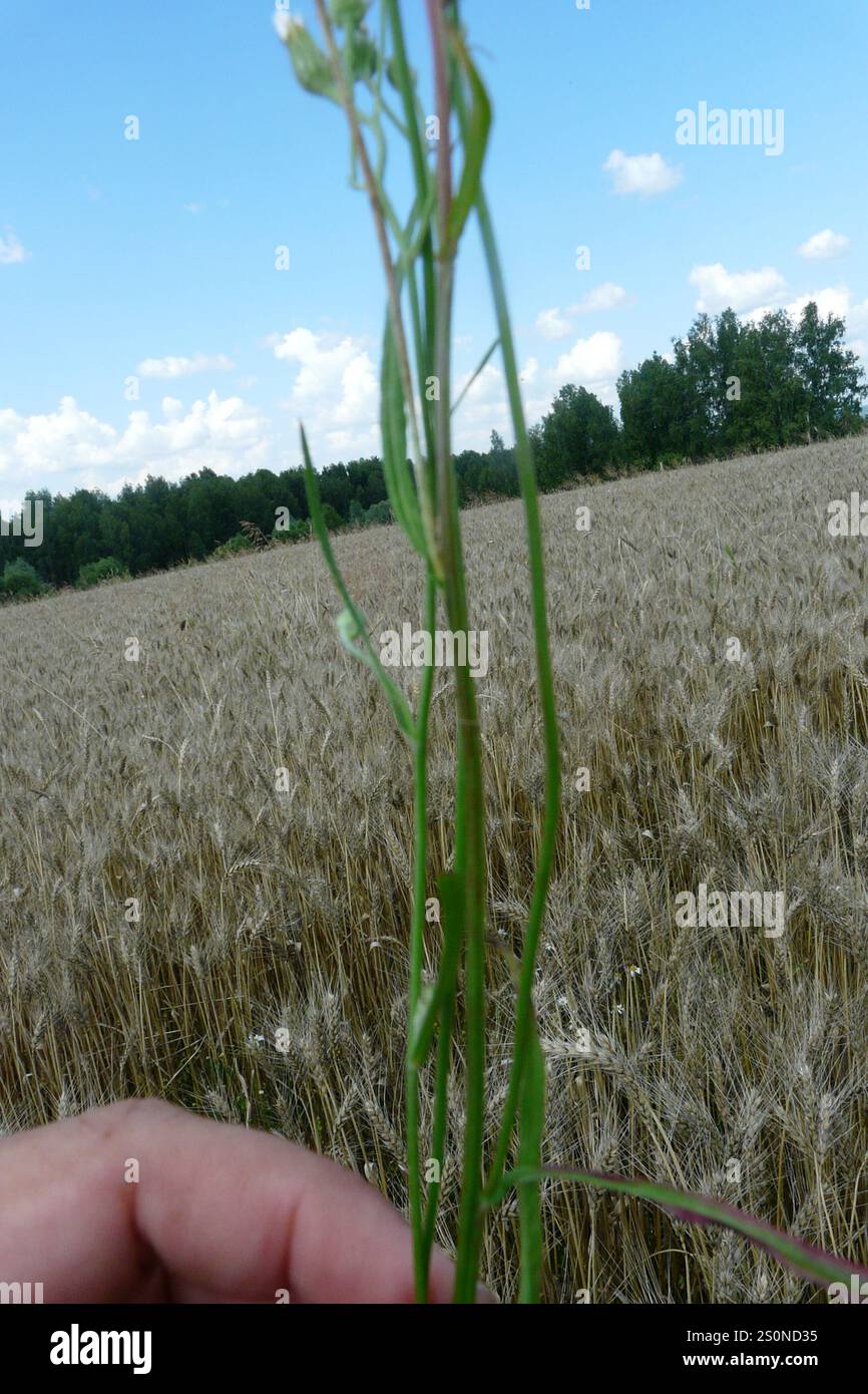 narrow-leaved hawksbeard (Crepis tectorum Stock Photo - Alamy