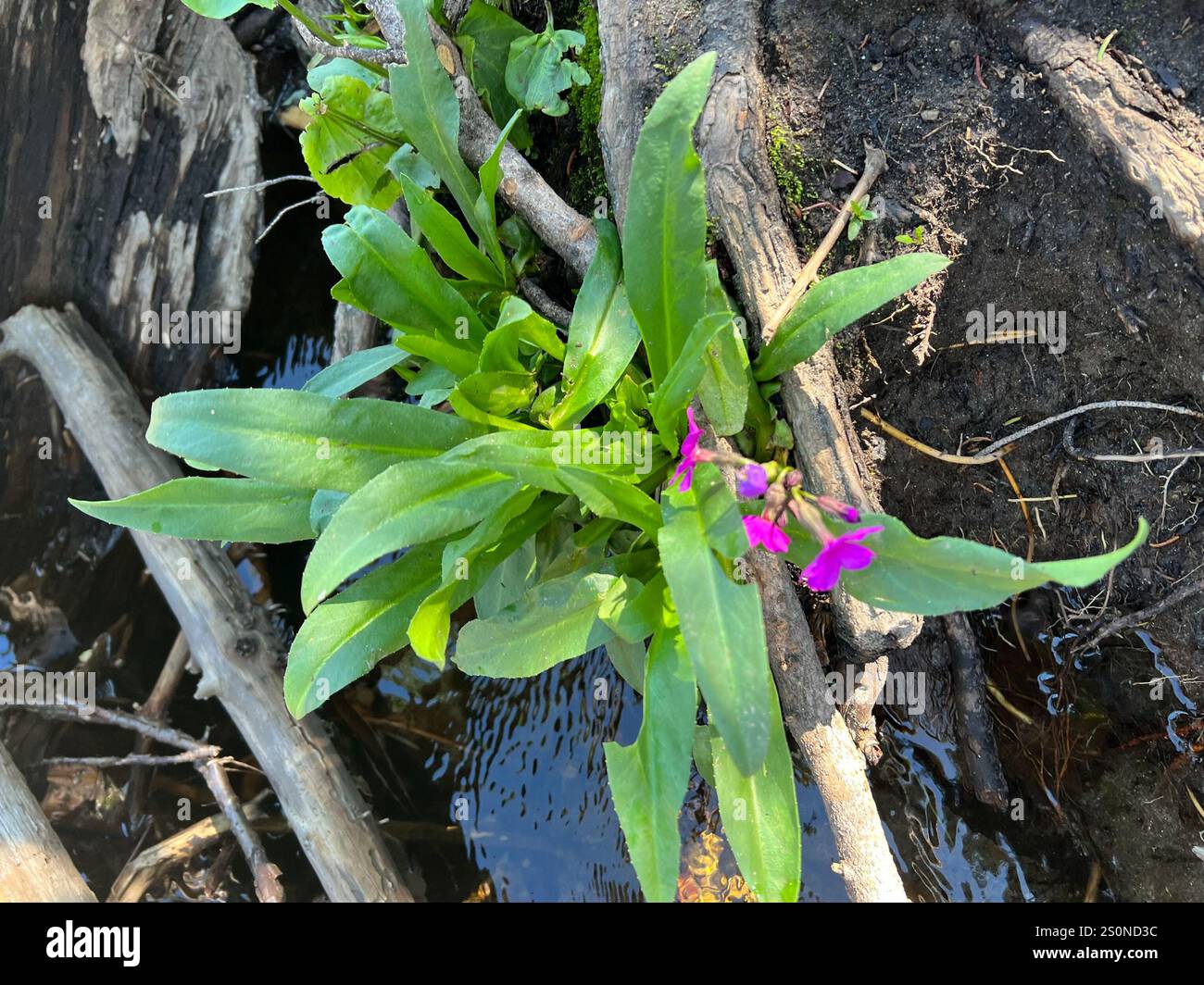 Parry's primrose (Primula parryi Stock Photo - Alamy