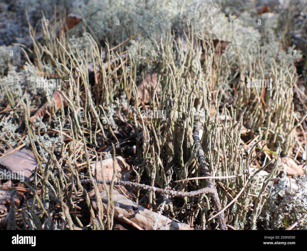 Bighorn Pixie Lichen (Cladonia cornuta cornuta Stock Photo - Alamy