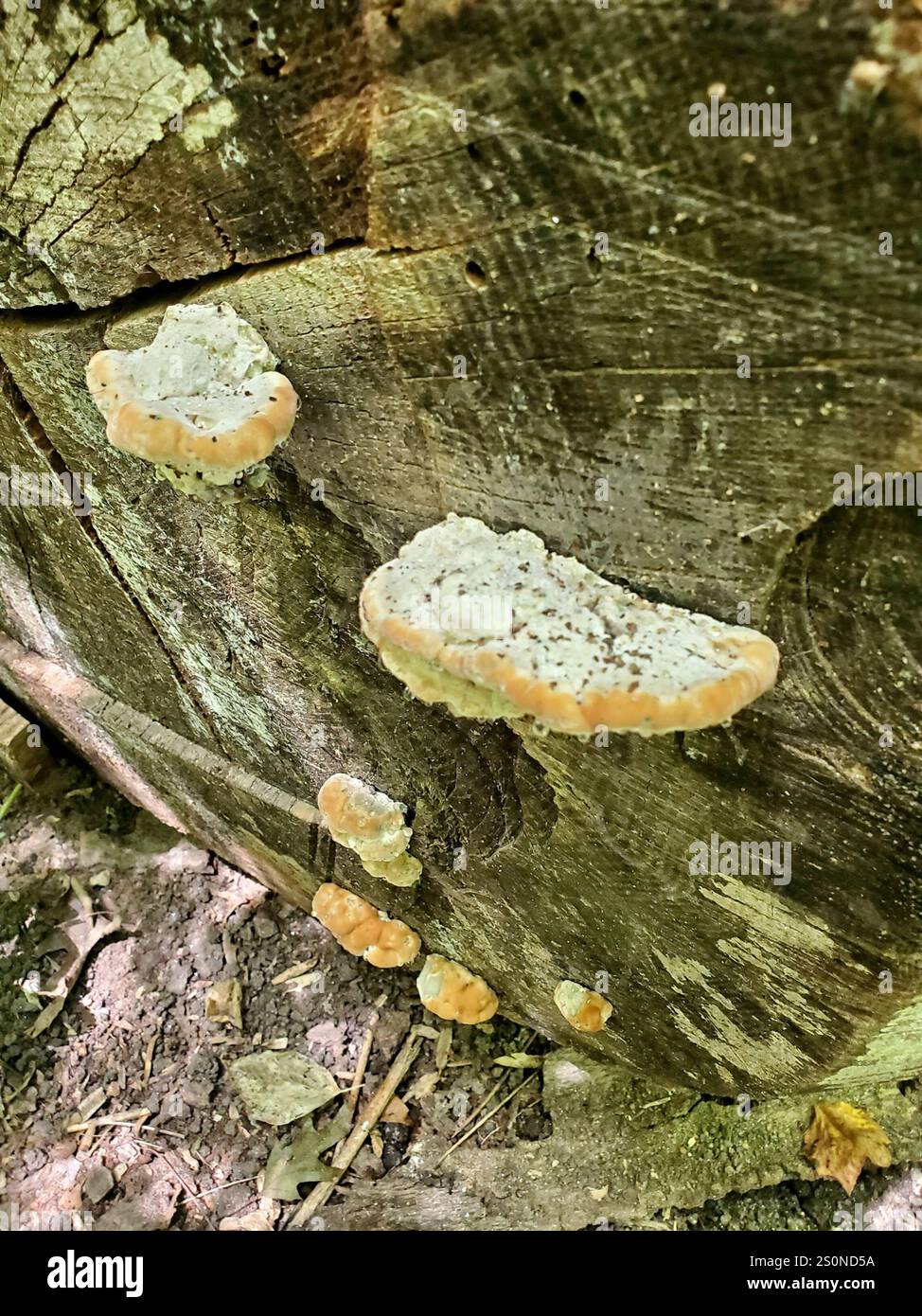 green cheese polypore (Fomitopsis spraguei Stock Photo - Alamy