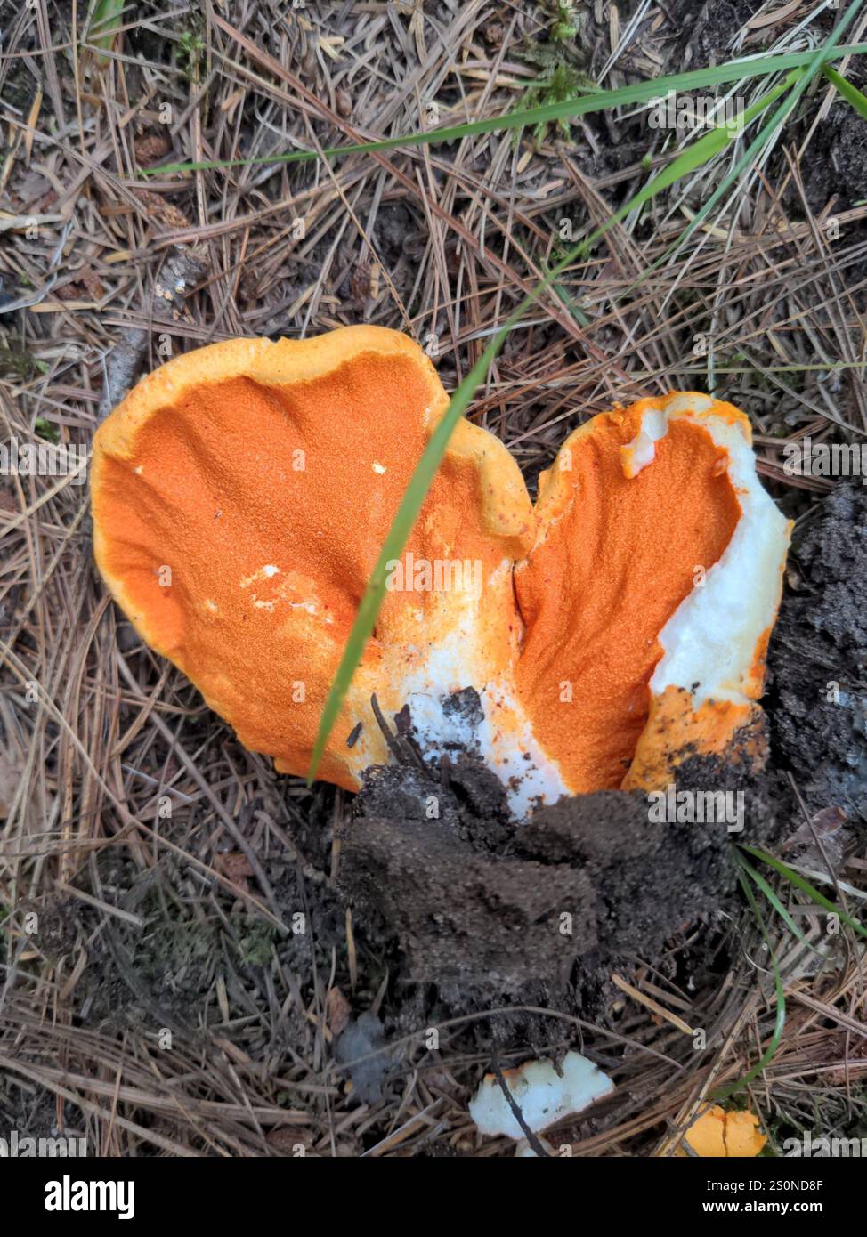 lobster mushroom (Hypomyces lactifluorum Stock Photo - Alamy
