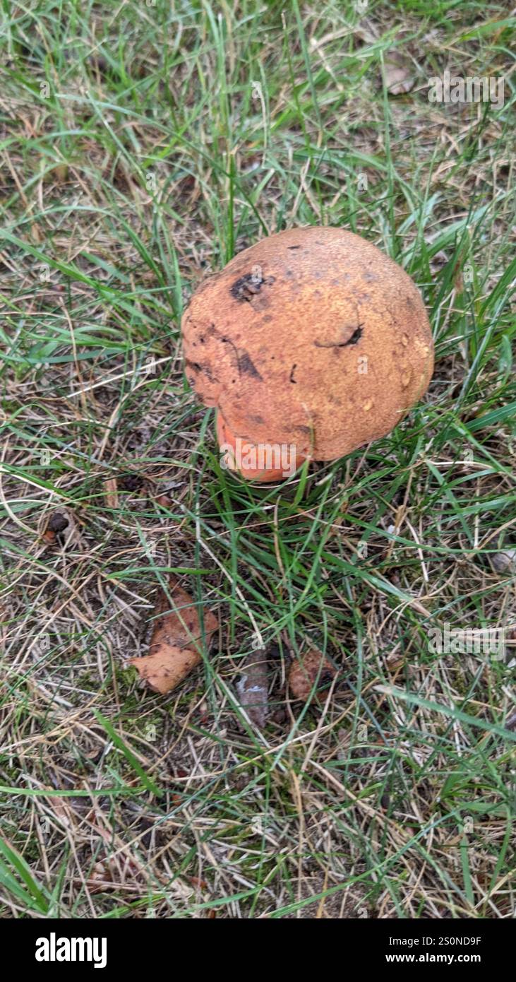 Red-mouth Bolete (Neoboletus subvelutipes Stock Photo - Alamy