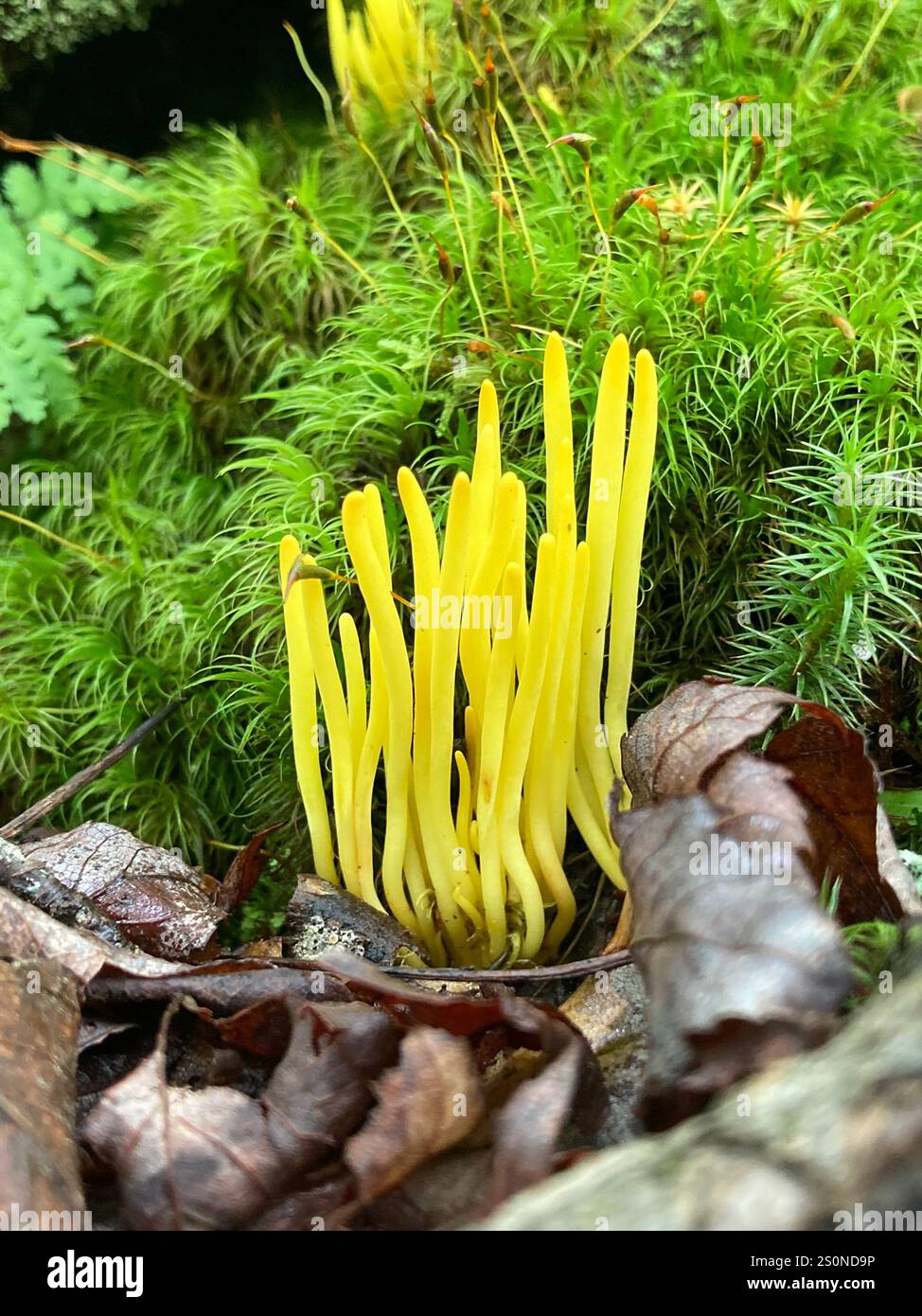 Golden Spindles (Clavulinopsis fusiformis Stock Photo - Alamy