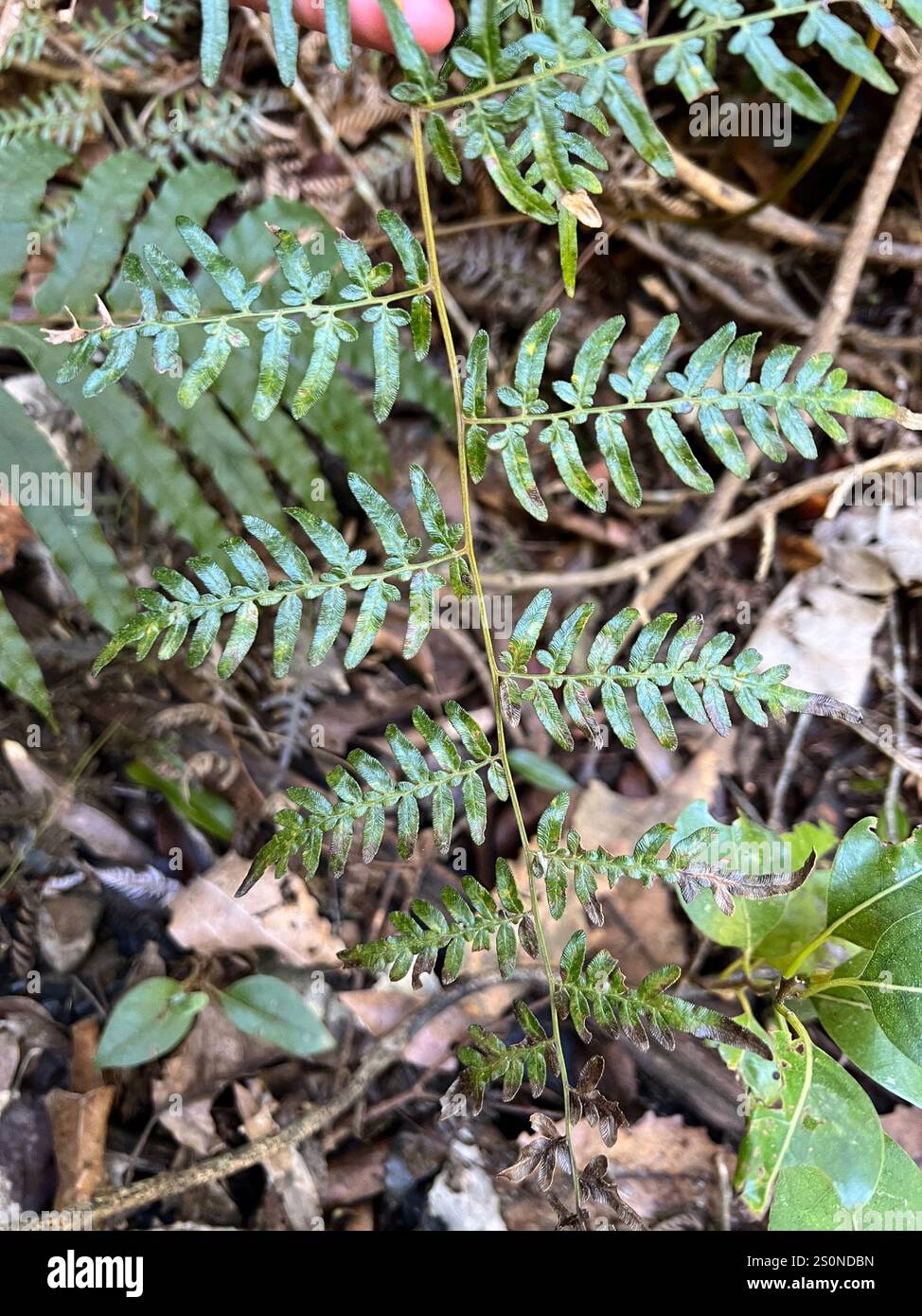 Austral Bracken (Pteridium esculentum Stock Photo - Alamy