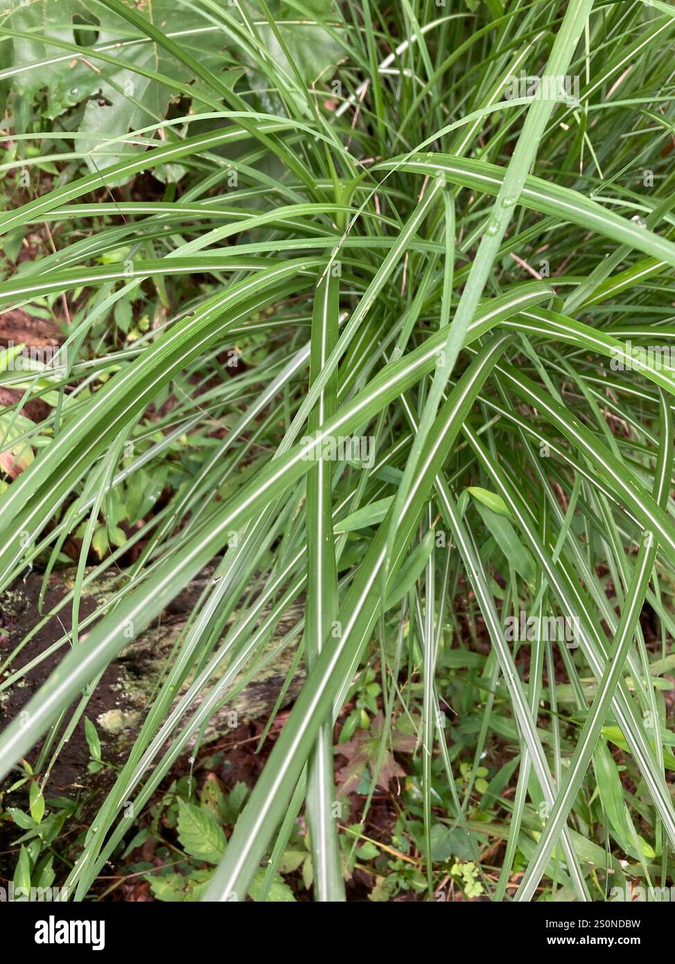 Chinese silver grass (Miscanthus sinensis Stock Photo - Alamy