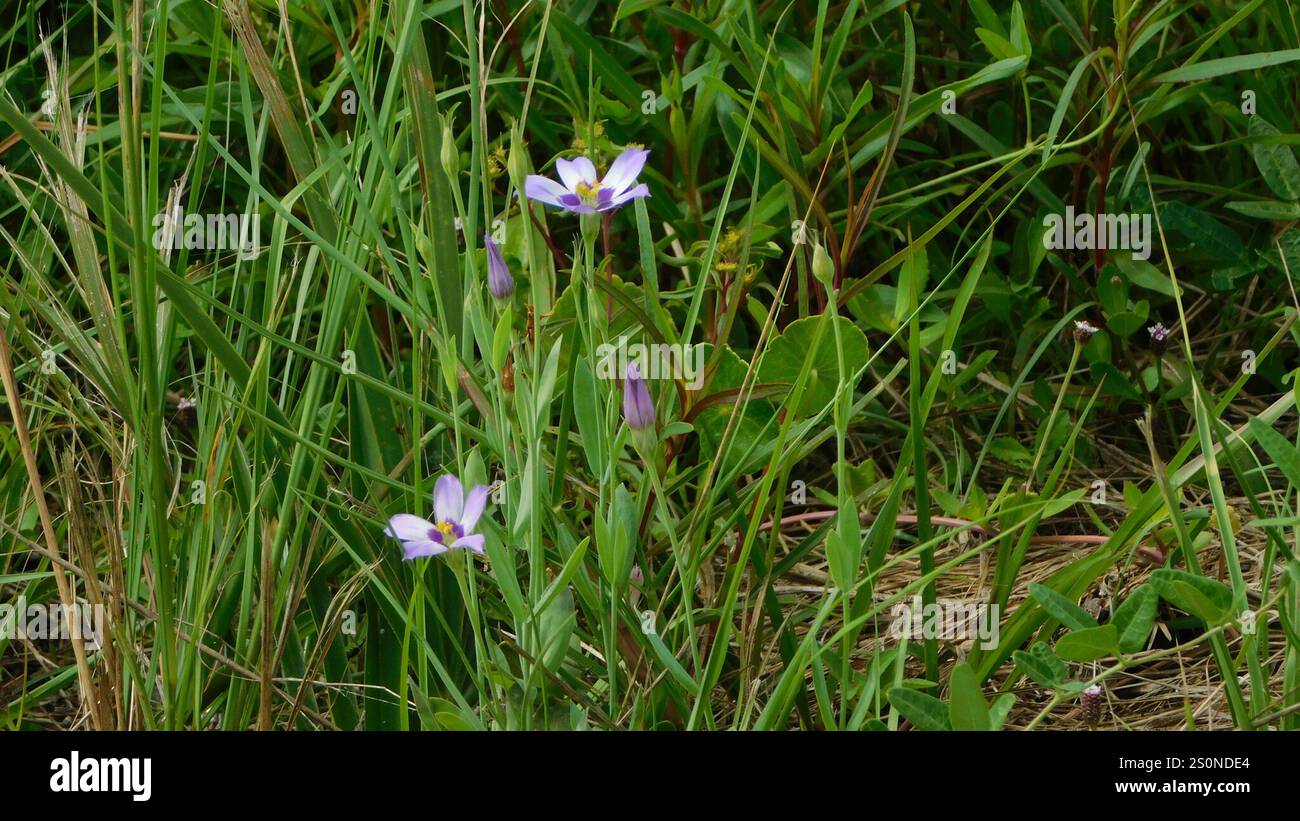 catchfly prairie gentian (Eustoma exaltatum Stock Photo - Alamy
