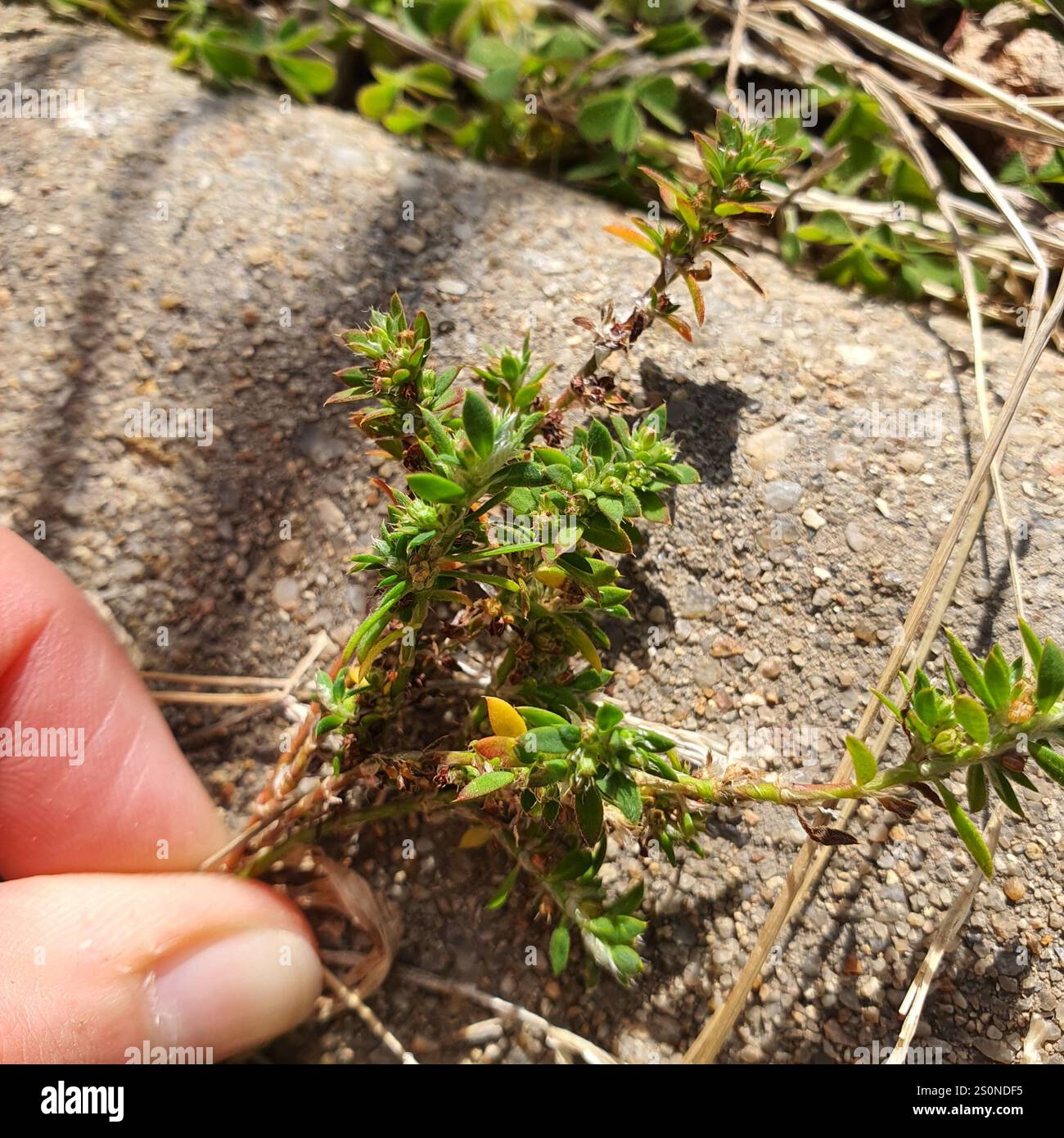 Brazilian Whitlow (Paronychia brasiliana Stock Photo - Alamy