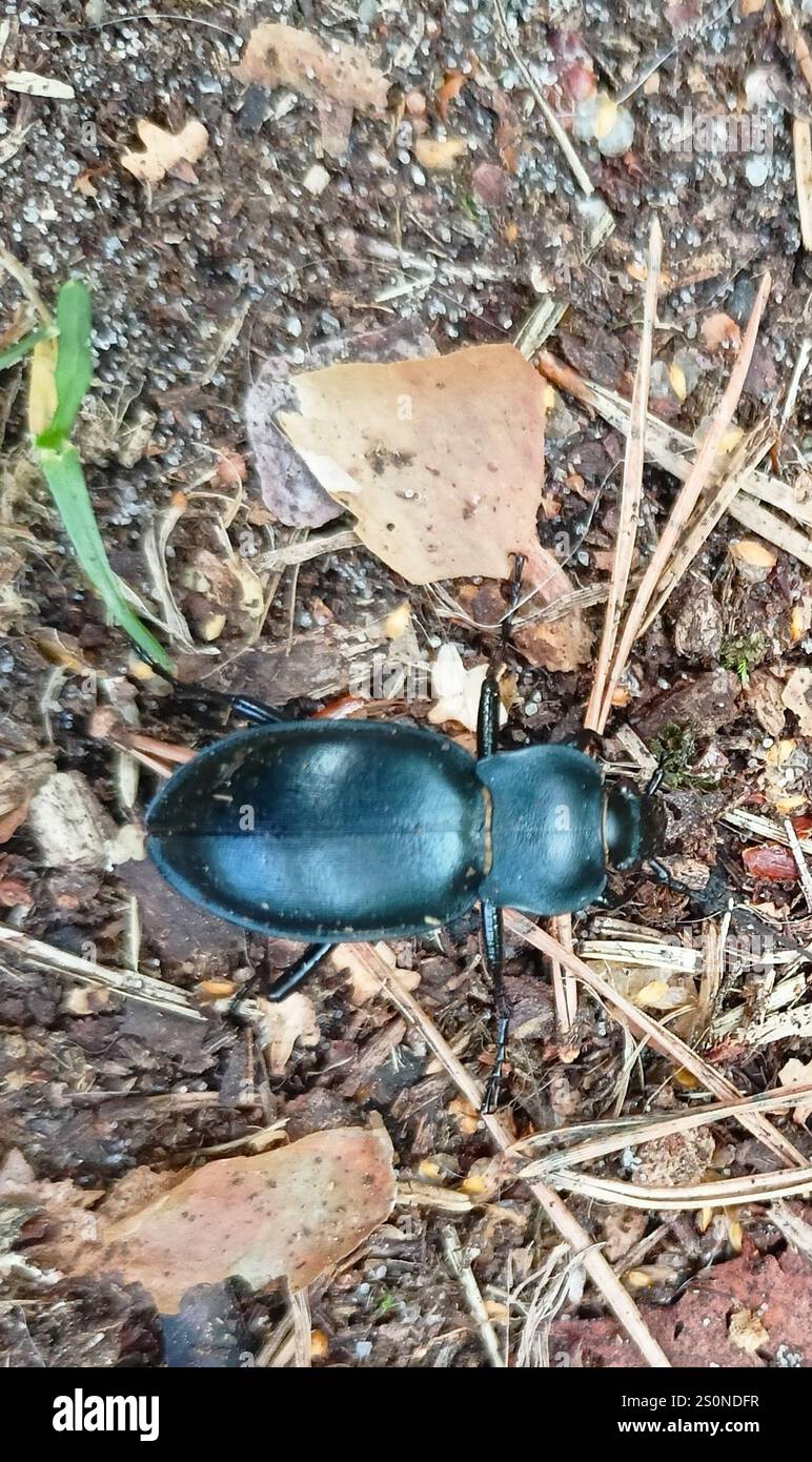 smooth ground beetle (Carabus glabratus Stock Photo - Alamy