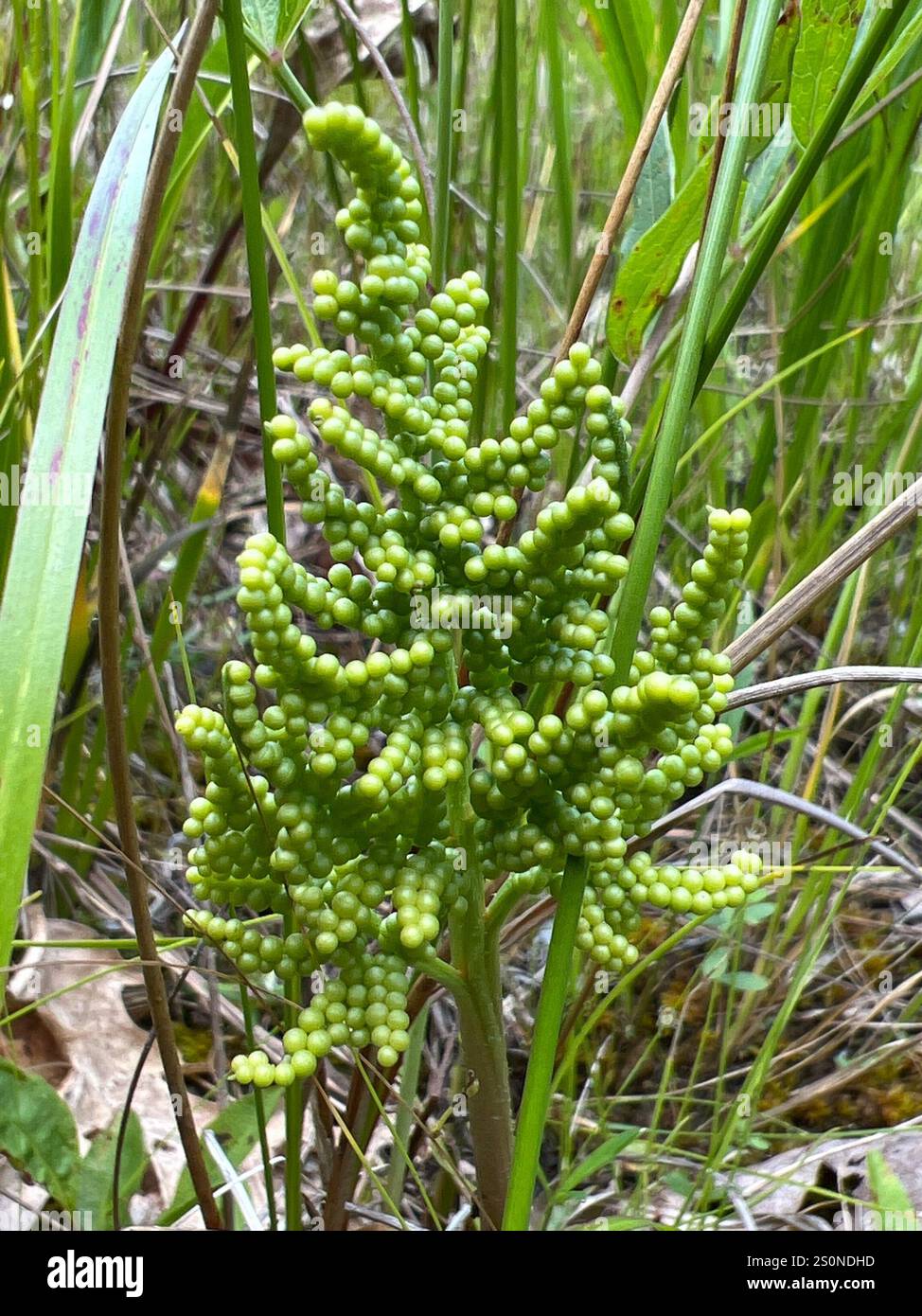 Cutleaf Grapefern (Sceptridium dissectum Stock Photo - Alamy