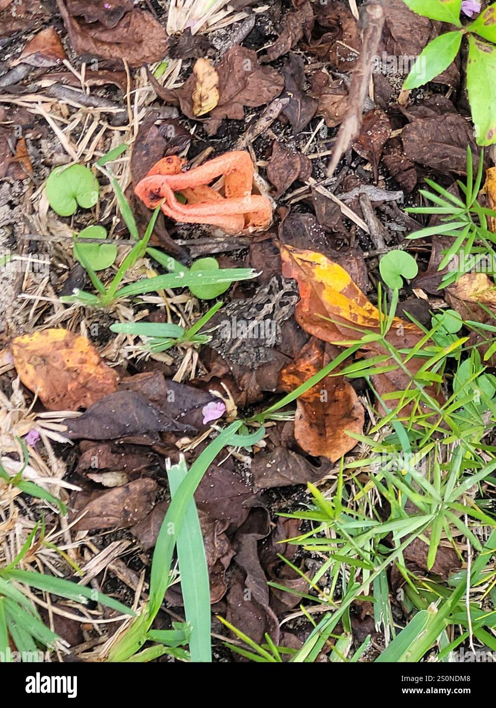stinky squid (Pseudocolus fusiformis Stock Photo - Alamy
