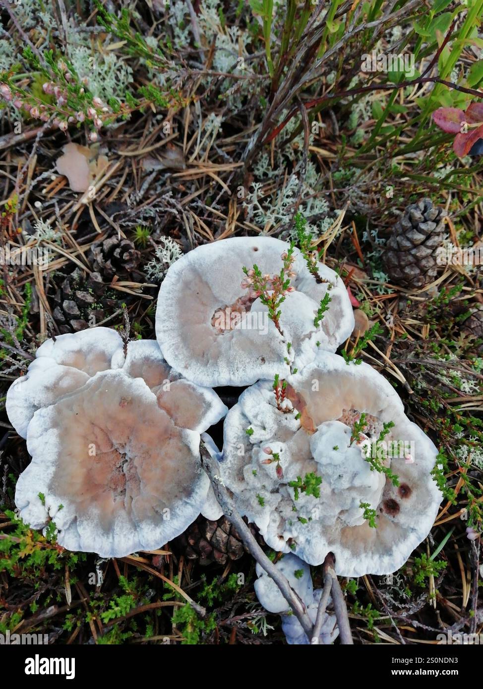 Blue Tooth (Hydnellum caeruleum Stock Photo - Alamy