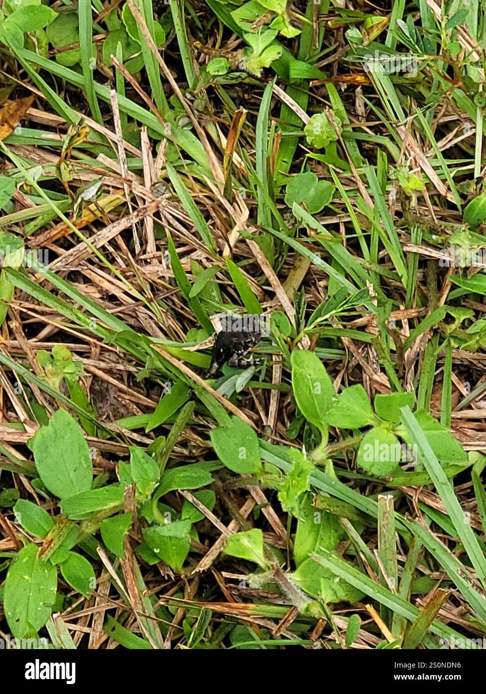 Southern Toad (Anaxyrus terrestris Stock Photo - Alamy