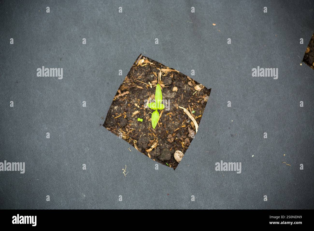 young sprouted pepper plant with several leaves growing out of the ...