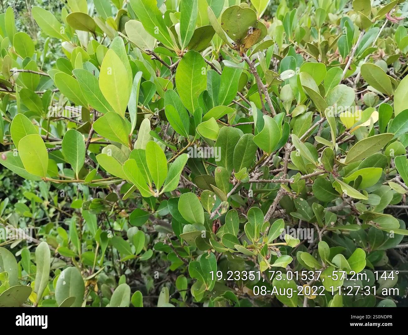 river mangrove (Aegiceras corniculatum Stock Photo - Alamy