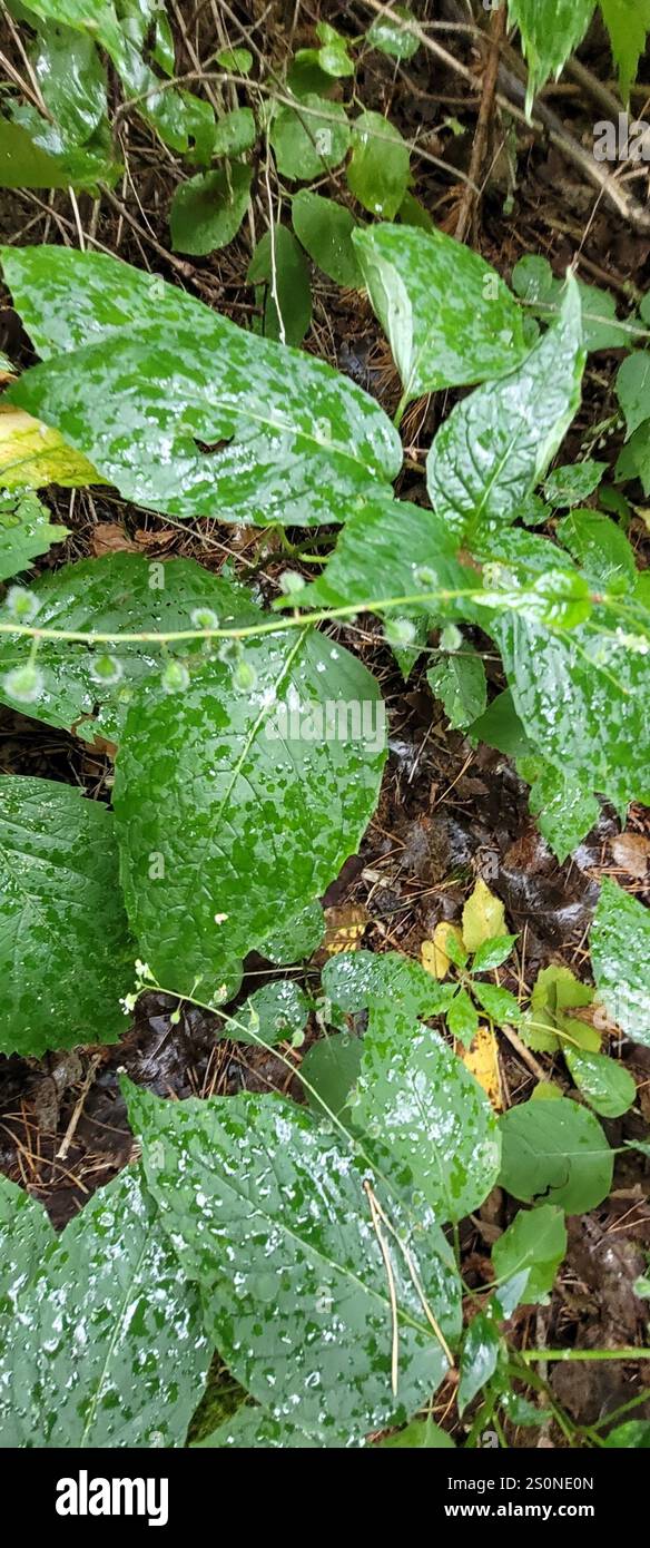 broadleaf enchanter's nightshade (Circaea canadensis Stock Photo - Alamy