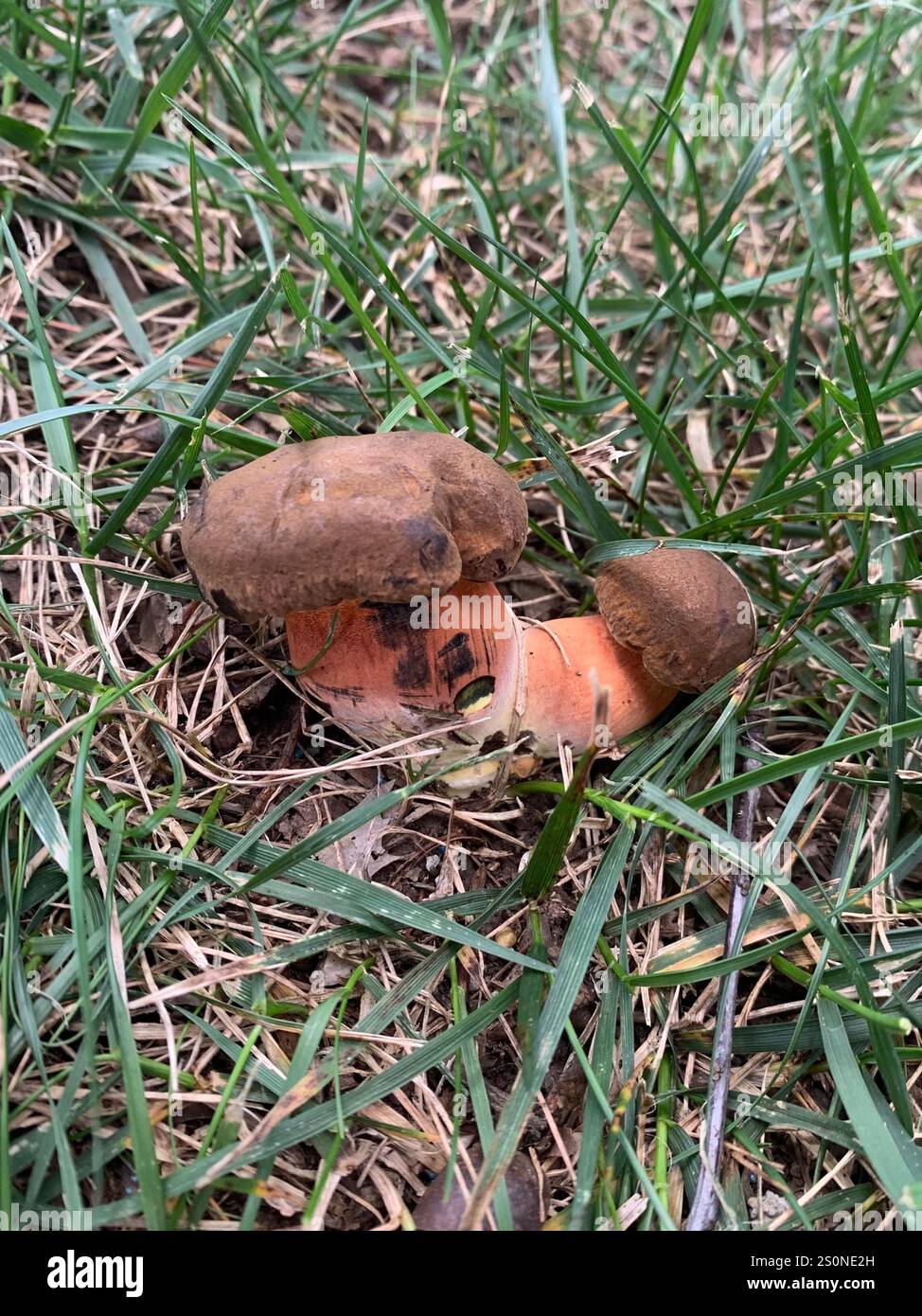 two-colored bolete (Baorangia bicolor Stock Photo - Alamy