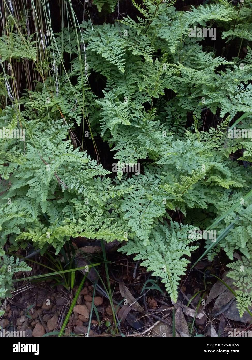 Rock Fern (Cheilanthes austrotenuifolia Stock Photo - Alamy