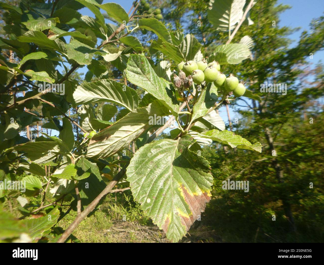 Common Whitebeam and Allies (Aria Stock Photo - Alamy