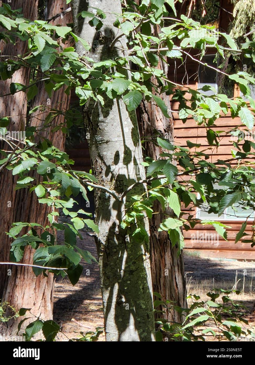 white alder (Alnus rhombifolia Stock Photo - Alamy