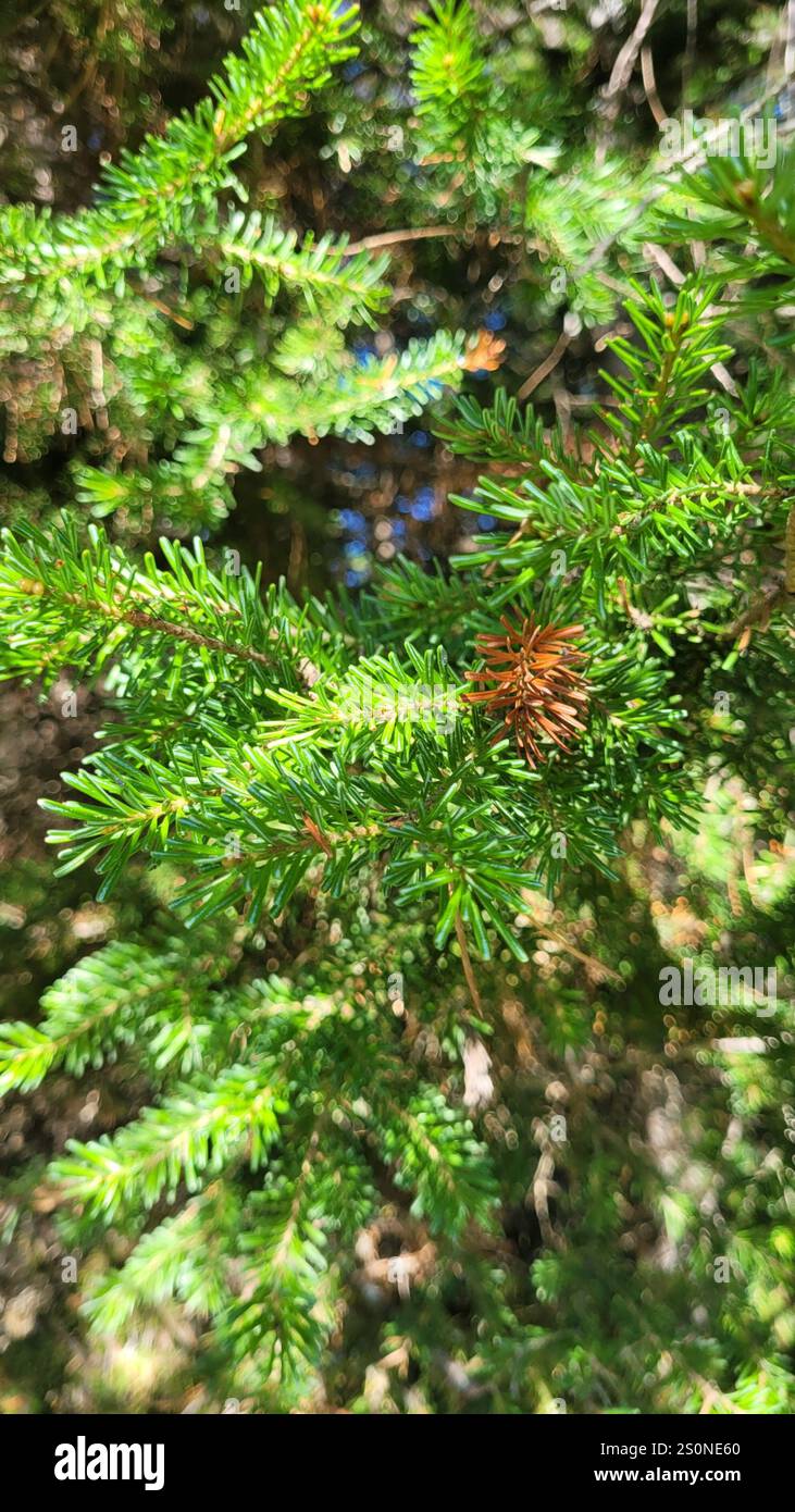 subalpine fir (Abies lasiocarpa Stock Photo - Alamy