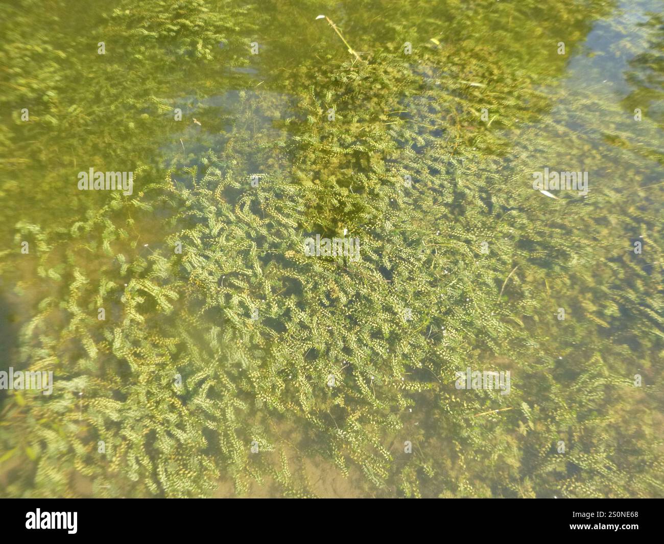 Canadian Waterweed (Elodea canadensis Stock Photo - Alamy