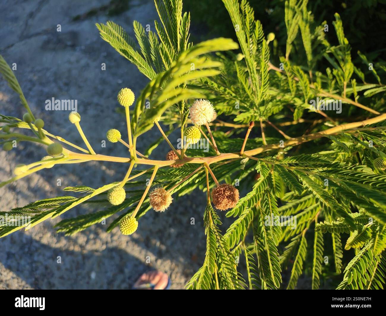 White leadtree (Leucaena leucocephala Stock Photo - Alamy