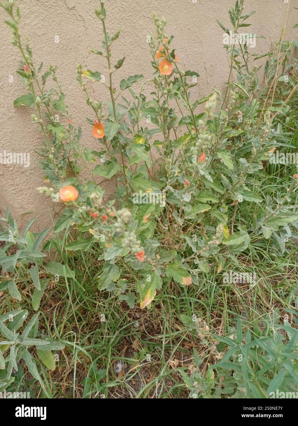 narrowleaf globemallow (Sphaeralcea angustifolia Stock Photo - Alamy