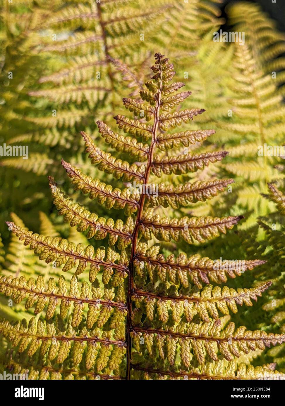 Distentifolium hi-res stock photography and images - Alamy