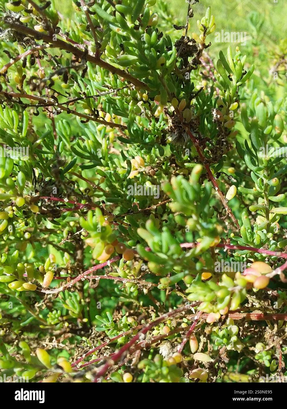 Short leaf bluebush hi-res stock photography and images - Alamy