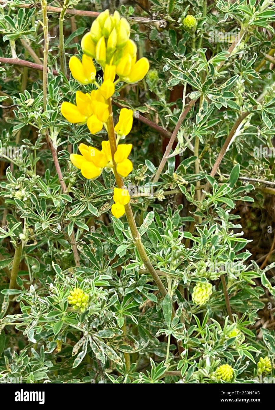coastal bush lupine (Lupinus arboreus Stock Photo - Alamy