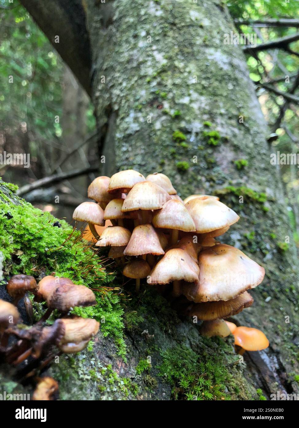 orange mycena (Mycena leaiana Stock Photo - Alamy