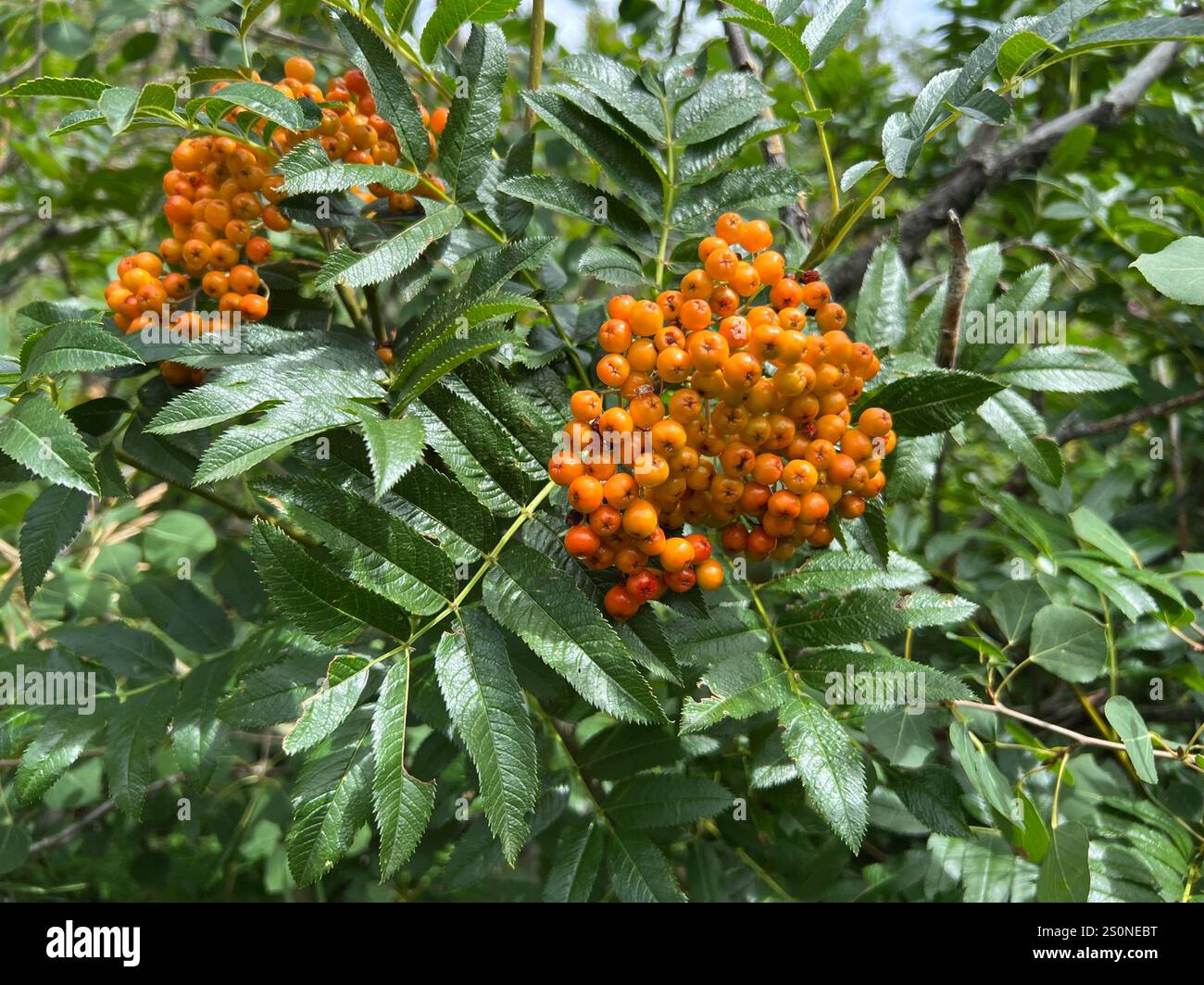 European mountain ash (Sorbus aucuparia Stock Photo - Alamy