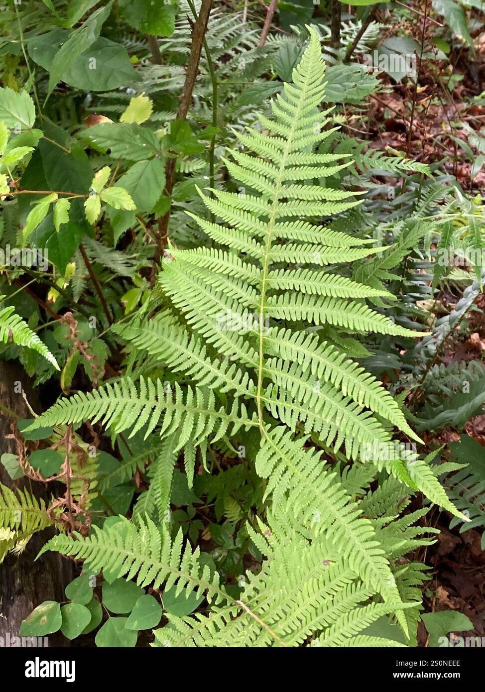 broad beech fern (Phegopteris hexagonoptera Stock Photo - Alamy