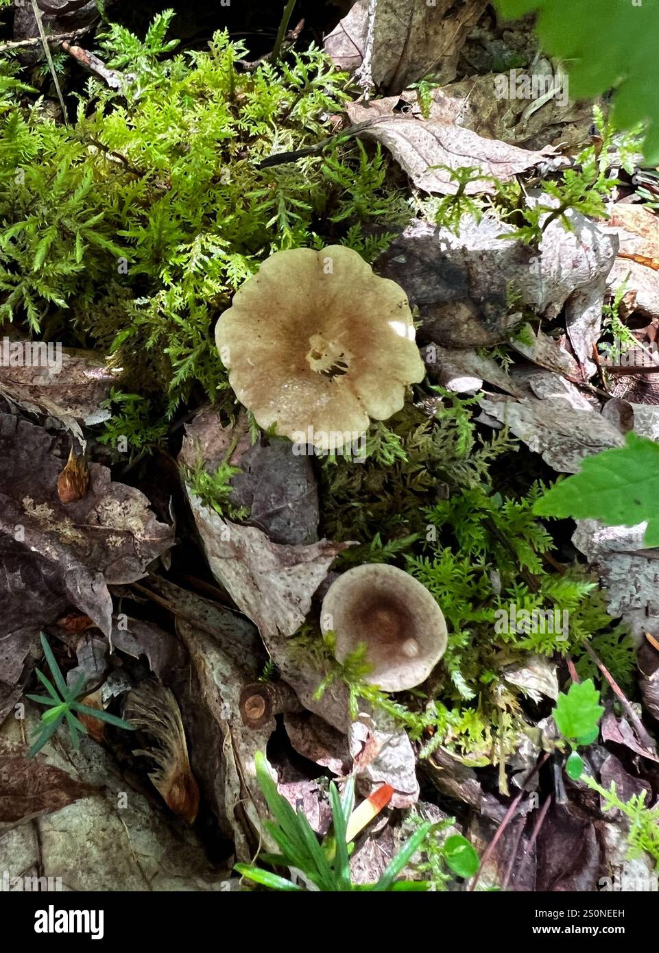 Gray Milkcap (Lactarius griseus Stock Photo - Alamy