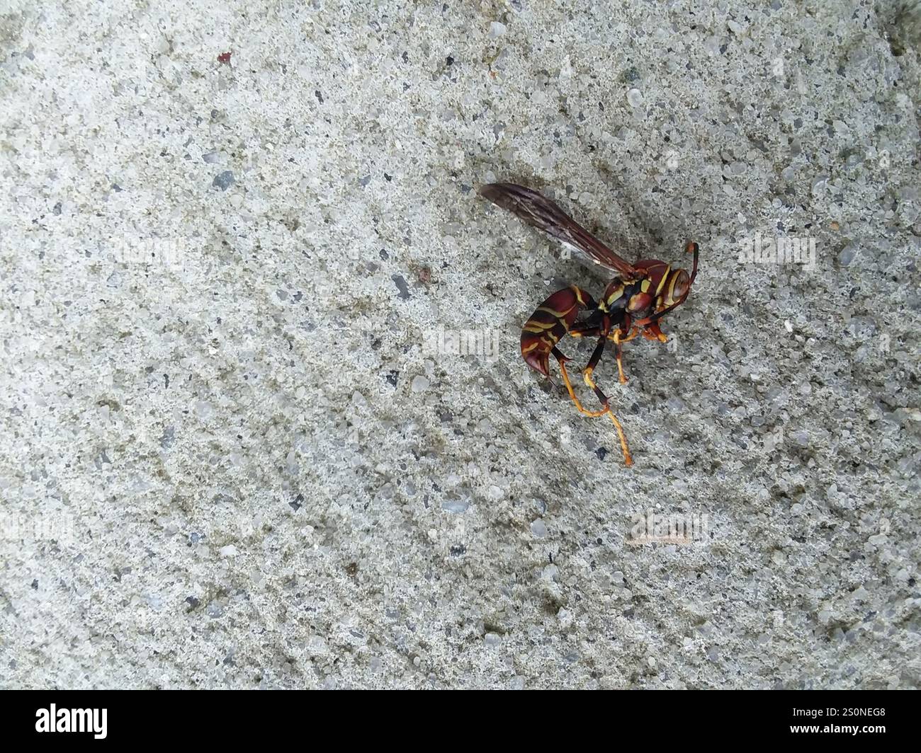 Paper Wasps (Polistinae Stock Photo - Alamy
