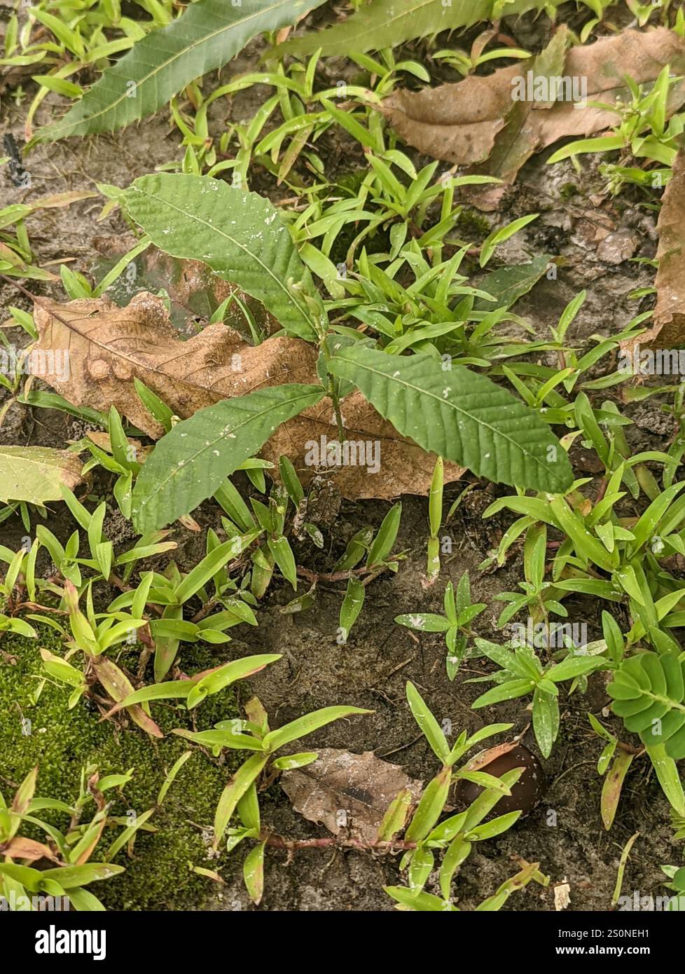 Sawtooth oak (Quercus acutissima Stock Photo - Alamy