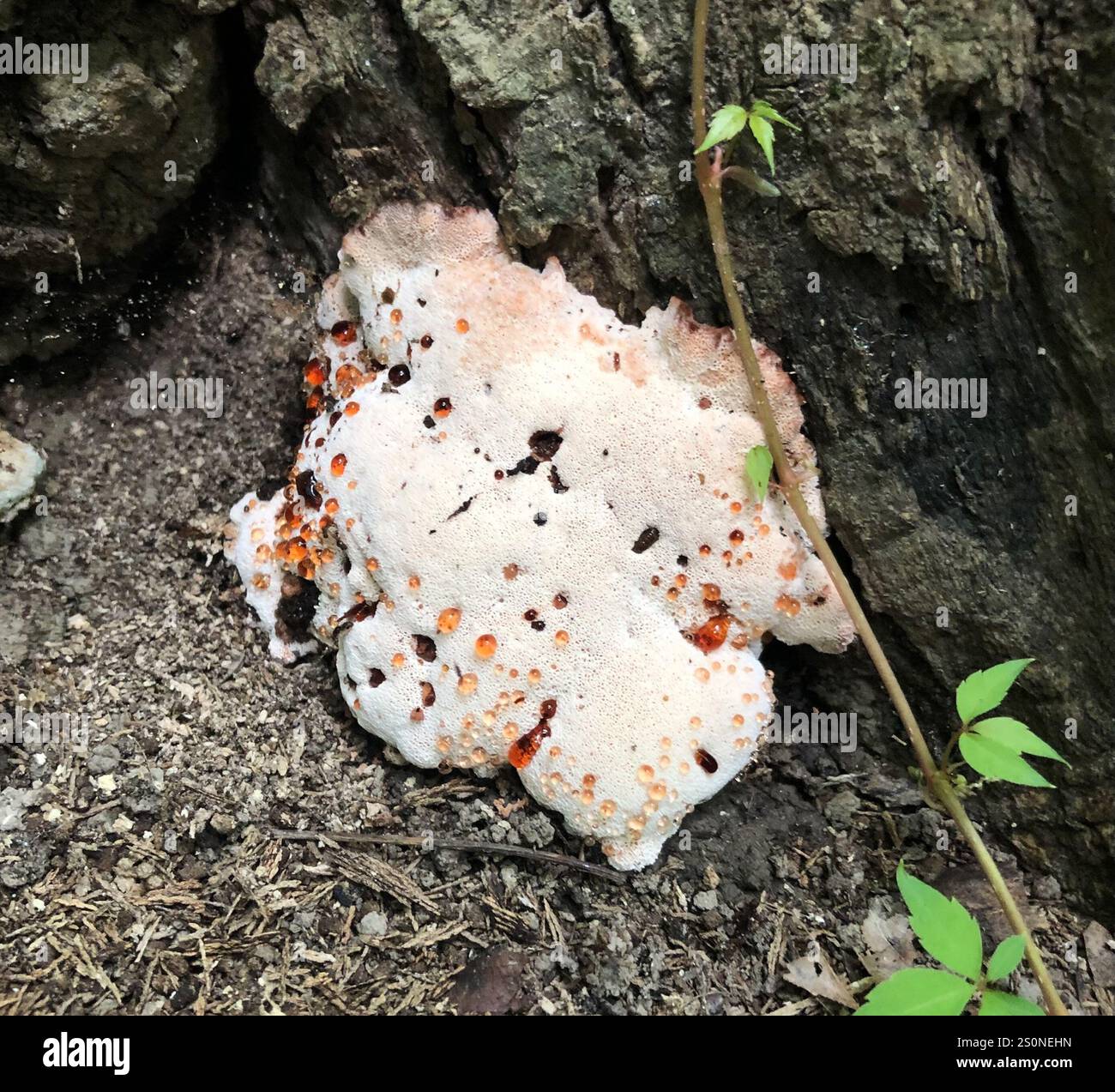 Blushing Rosette (Abortiporus biennis Stock Photo - Alamy