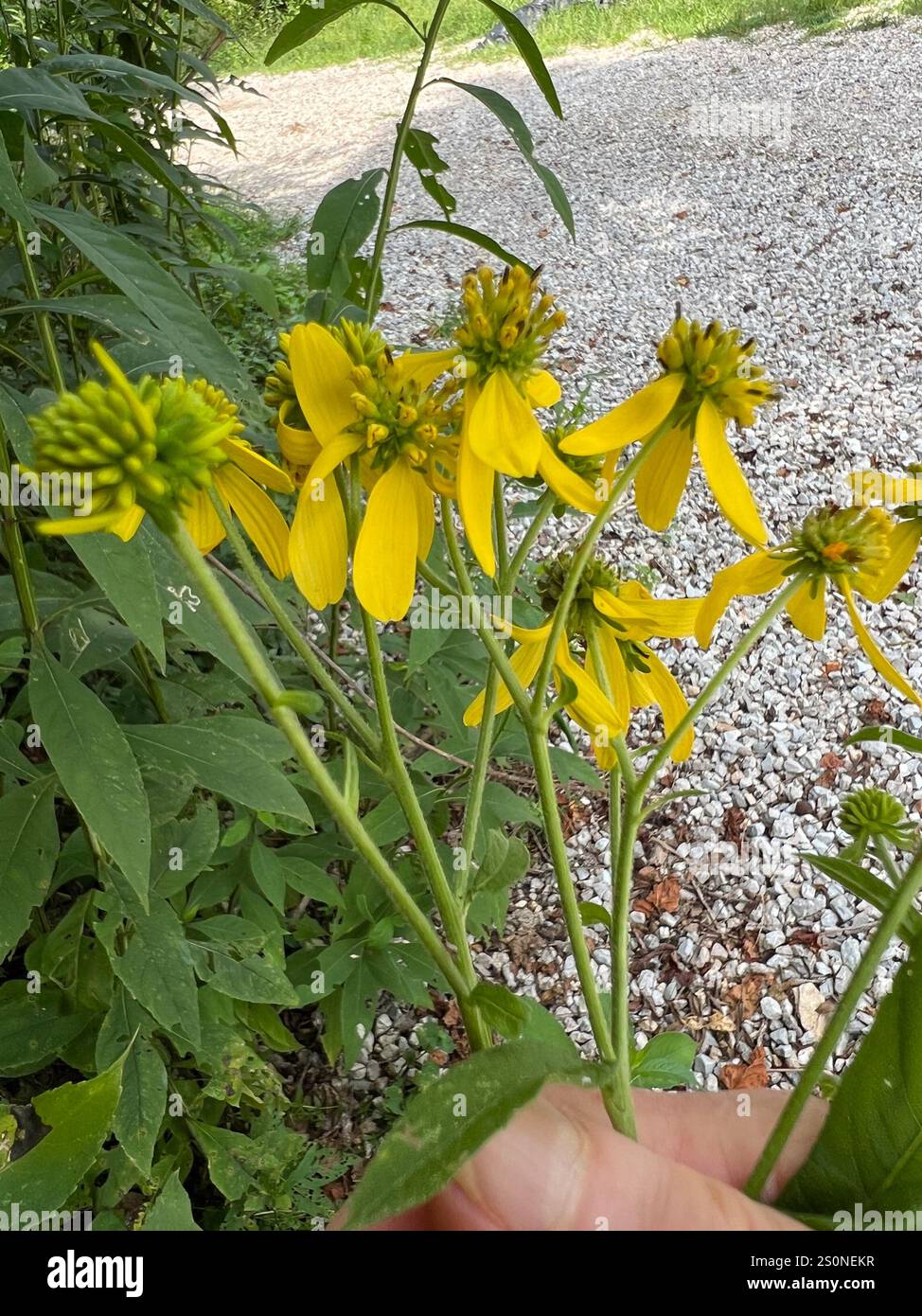 Wingstem (Verbesina alternifolia Stock Photo - Alamy