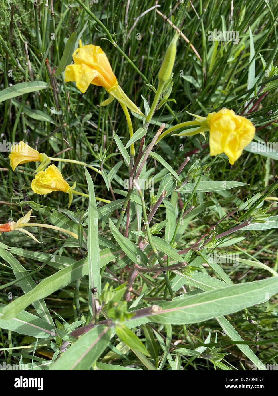long-stem evening-primrose (Oenothera longissima Stock Photo - Alamy